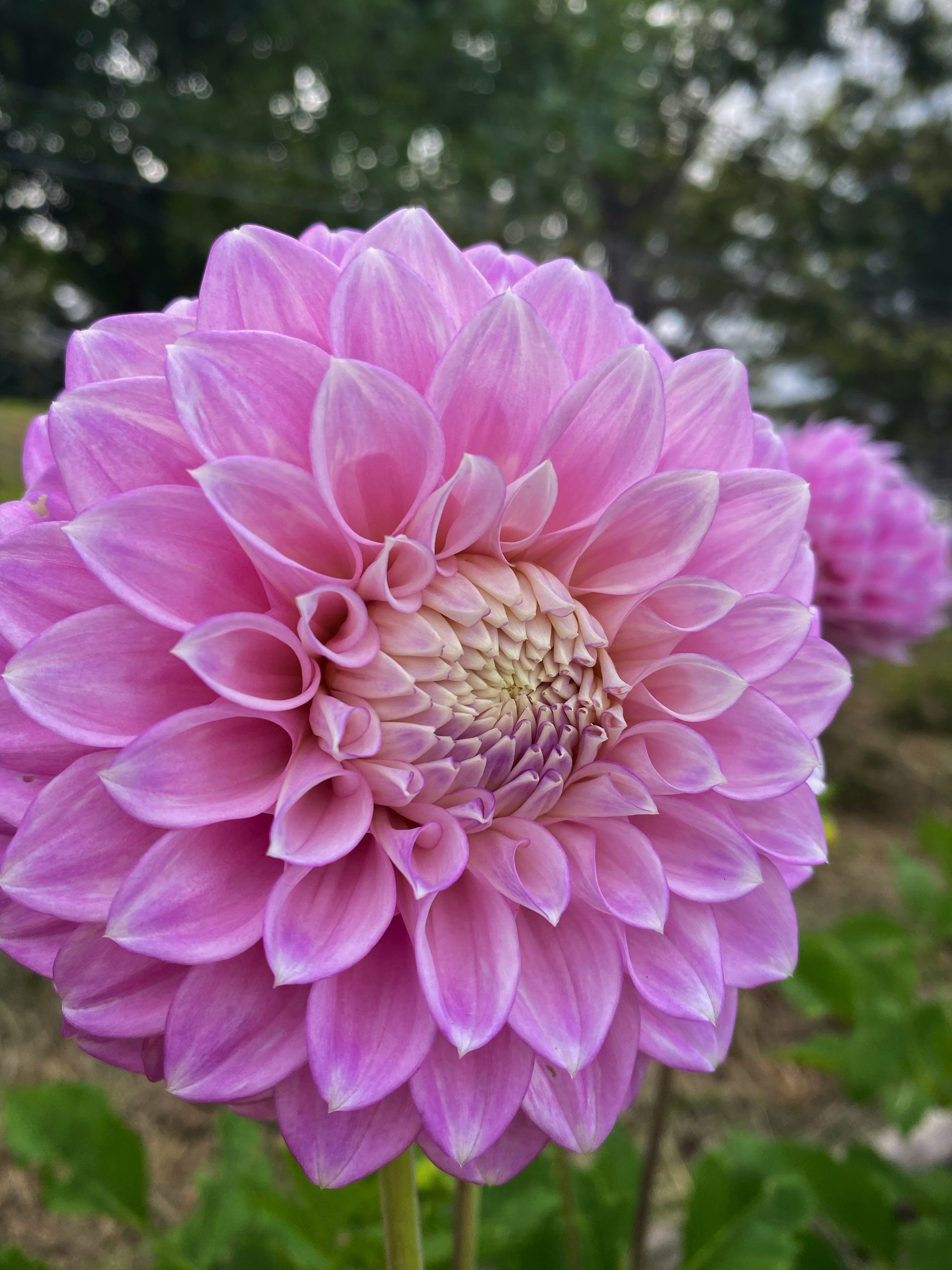 Devon Seattle dahlia – Stonecrop Flora