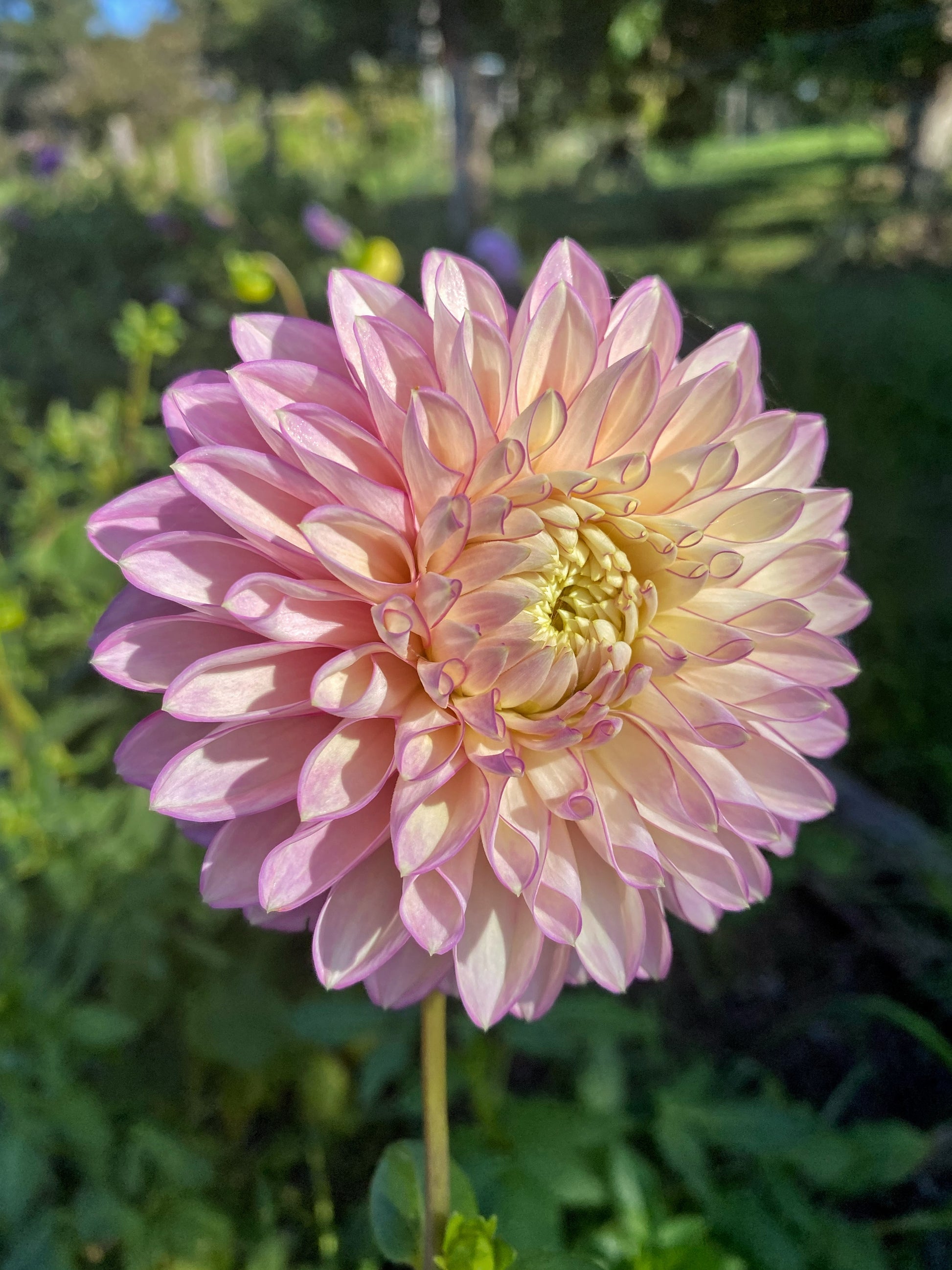 Moy Jill dahlia – Stonecrop Flora