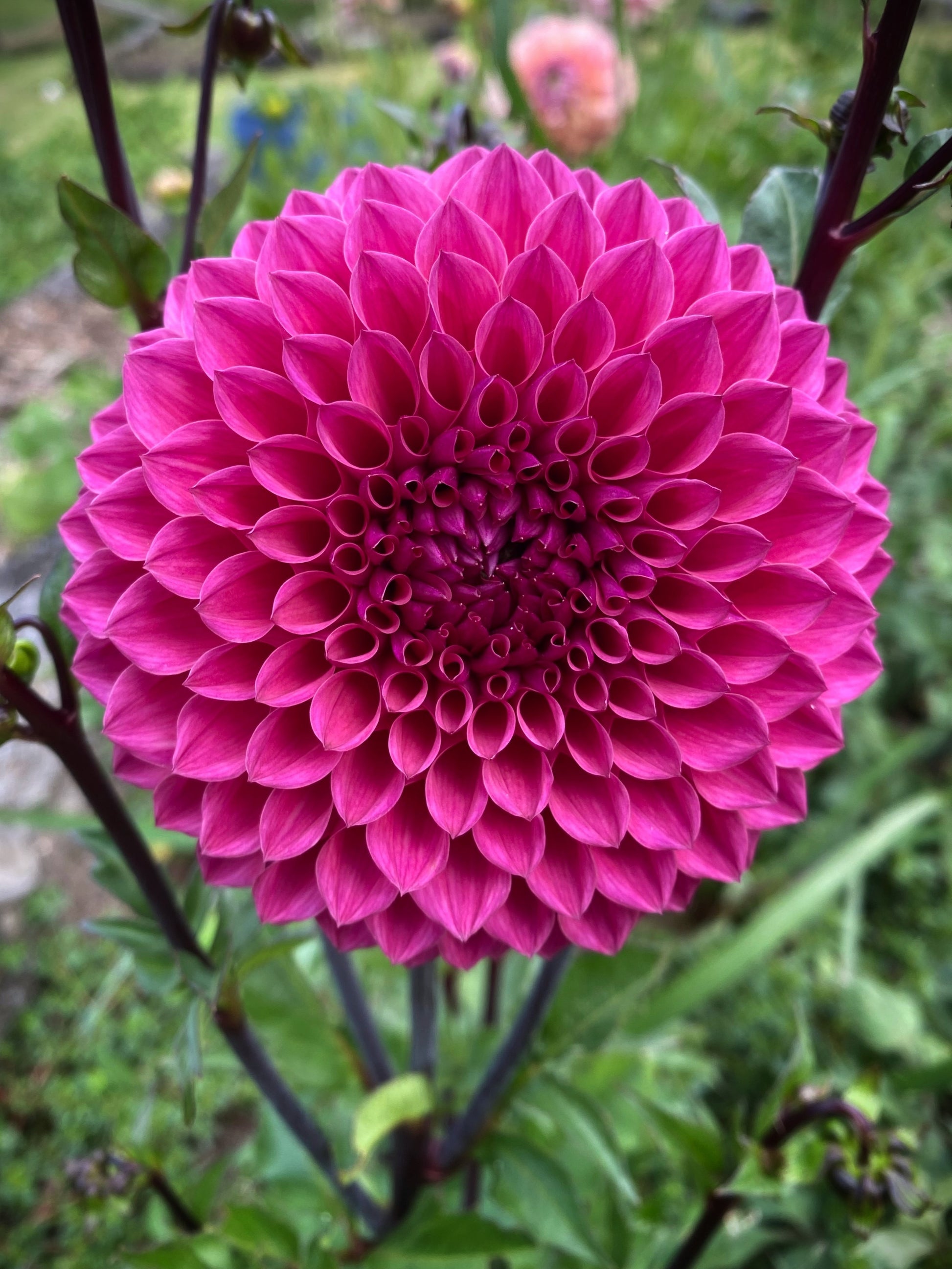 Ailsa Bailey dahlia – Stonecrop Flora