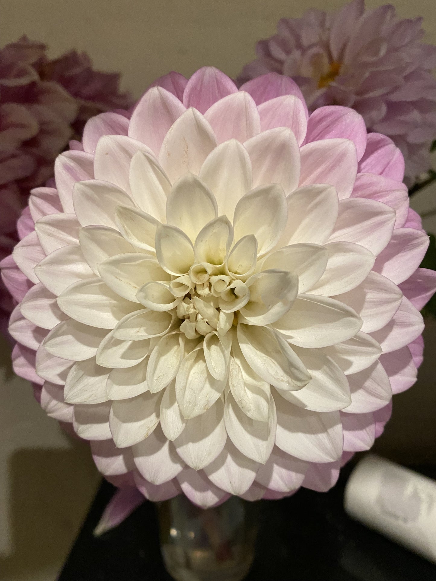 Devon Seattle dahlia – Stonecrop Flora
