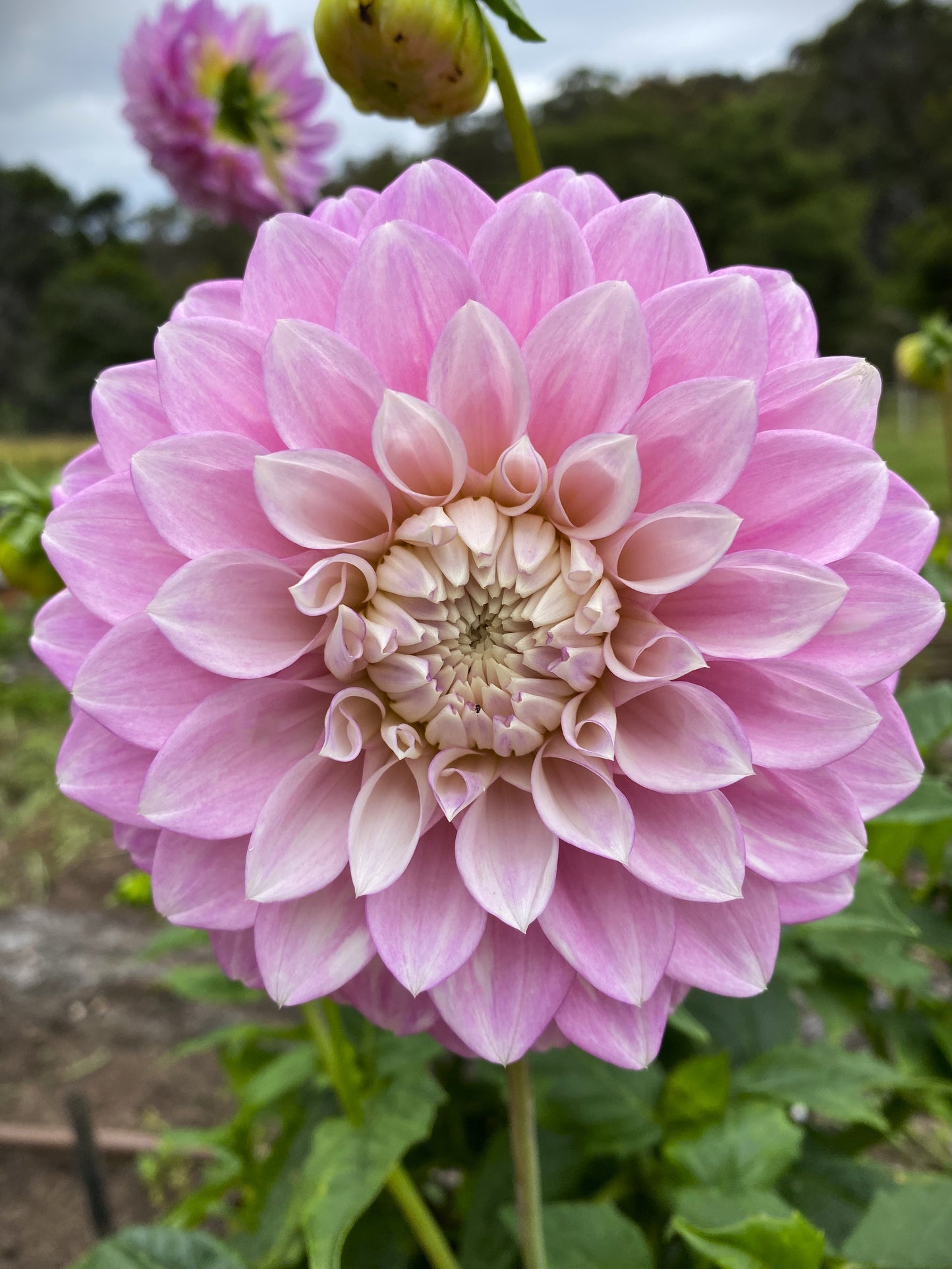 Devon Seattle dahlia – Stonecrop Flora