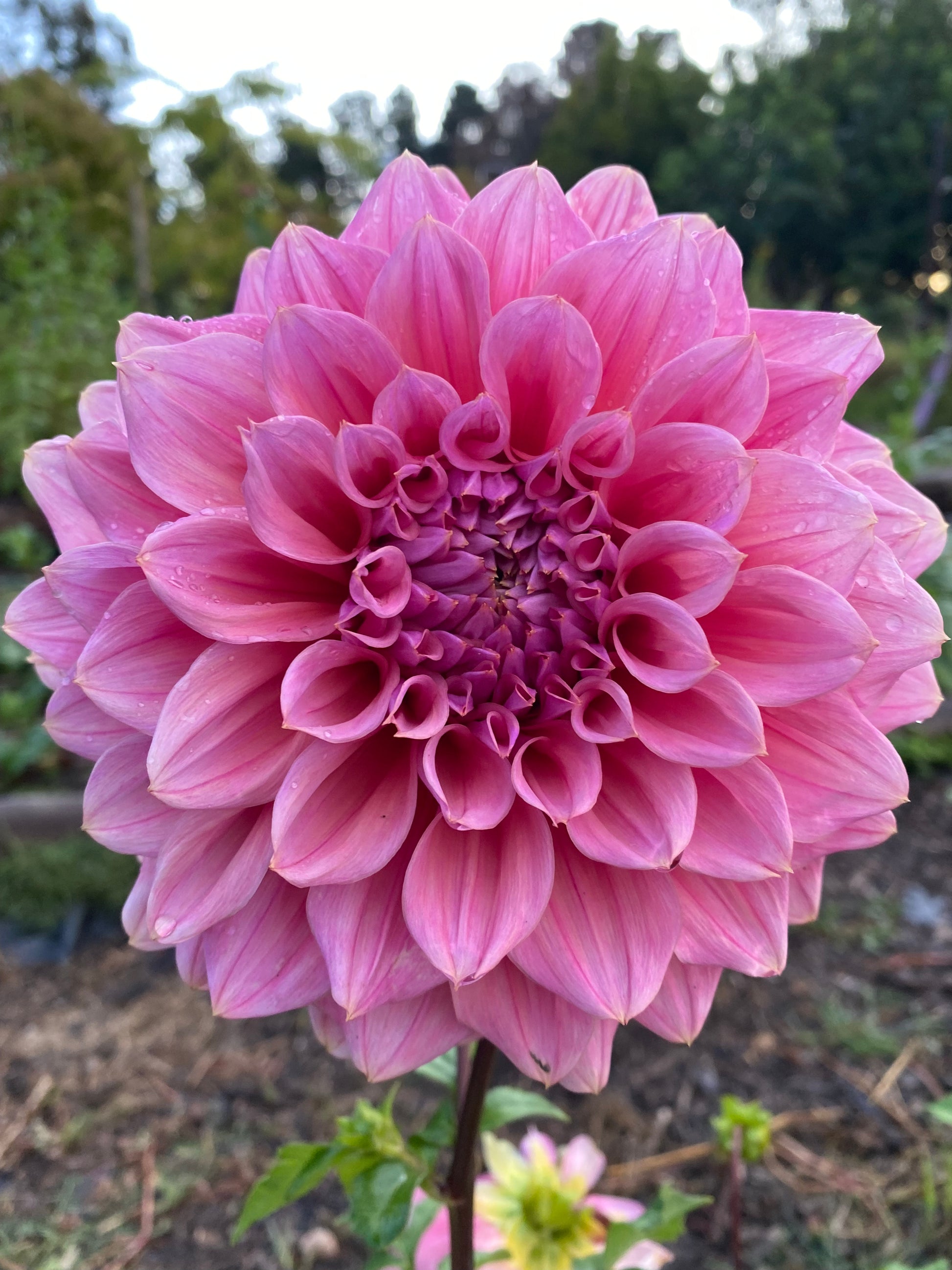 Formby Monarch dahlia – Stonecrop Flora