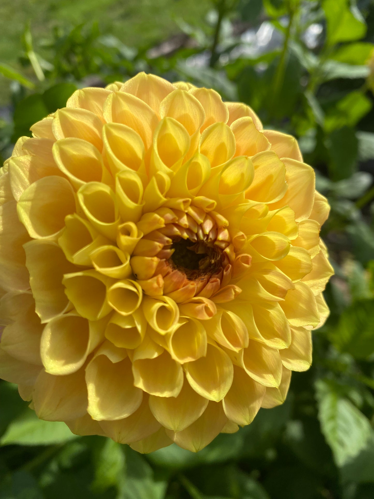 Rokewood Dawn dahlia – Stonecrop Flora