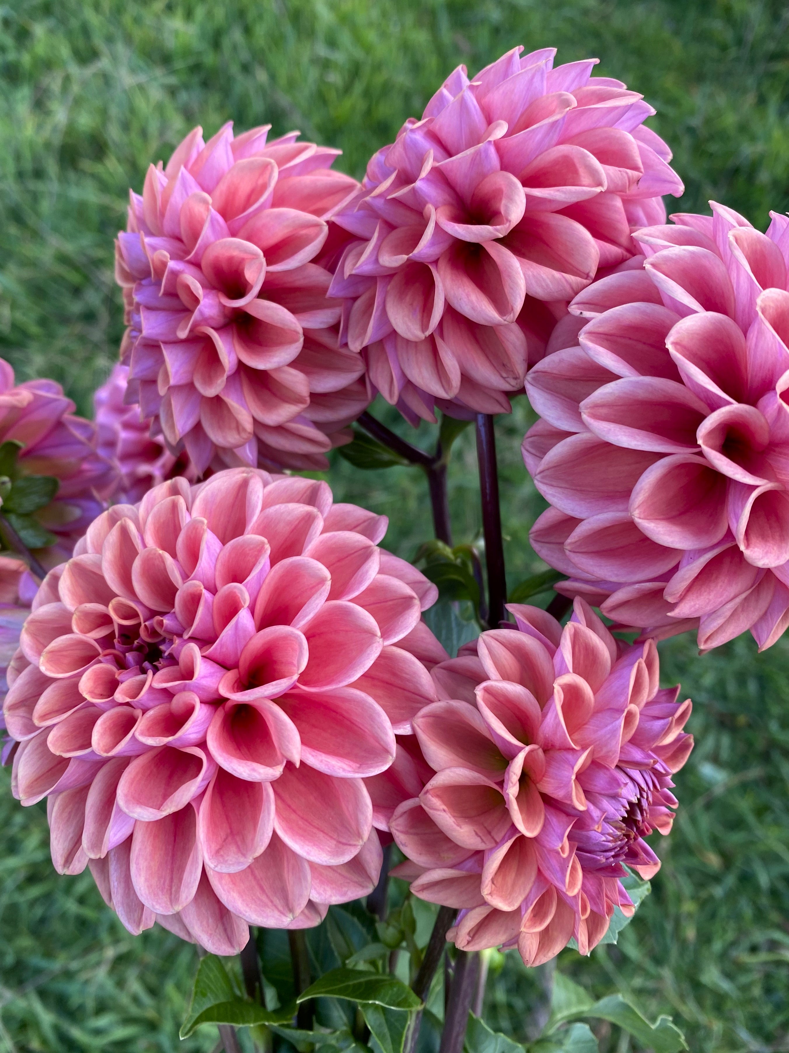 Winkie Truffle dahlia – Stonecrop Flora