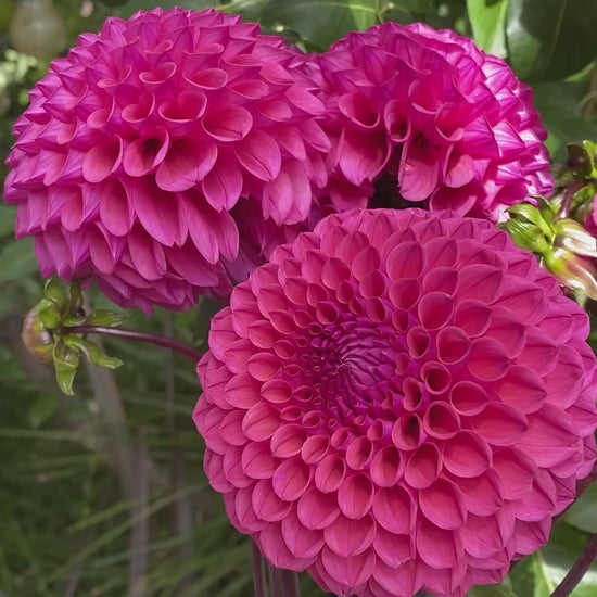 Ailsa Bailey dahlia – Stonecrop Flora