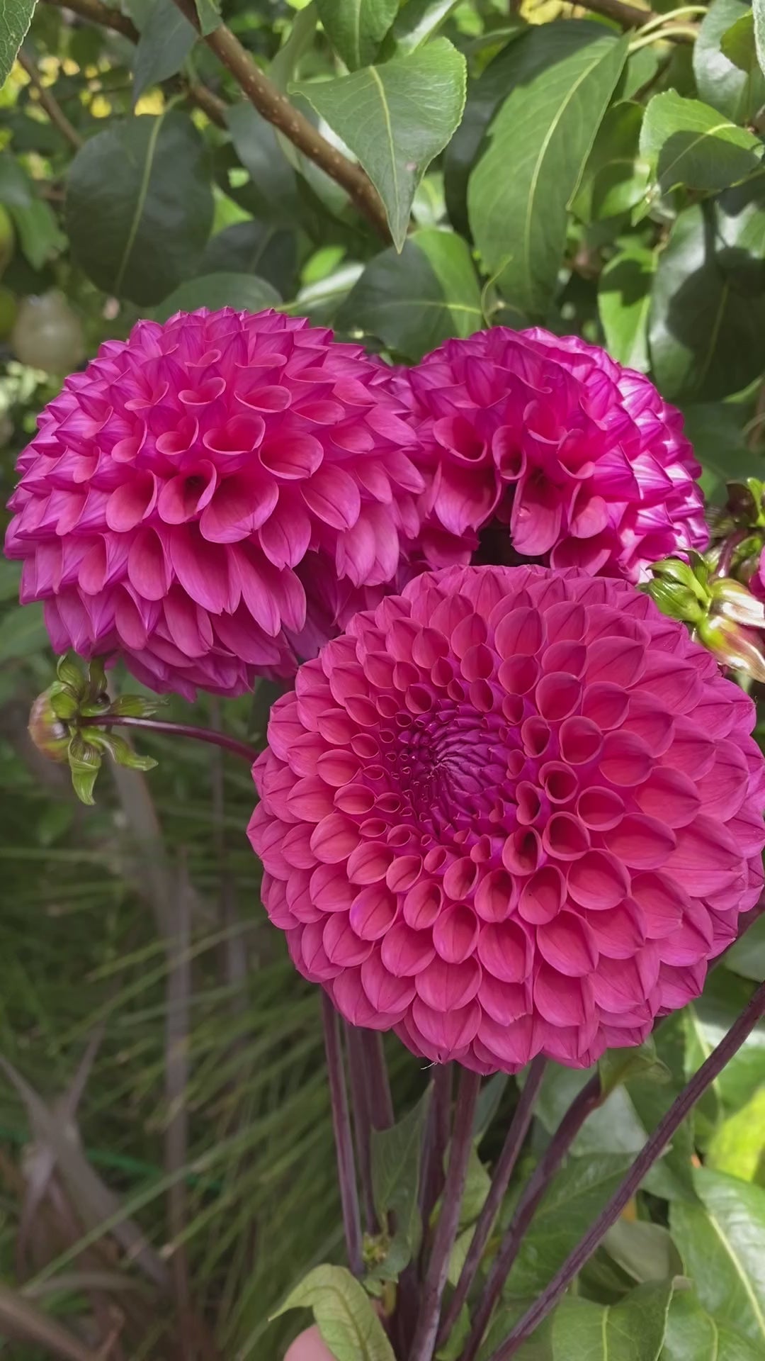 Ailsa Bailey dahlia – Stonecrop Flora