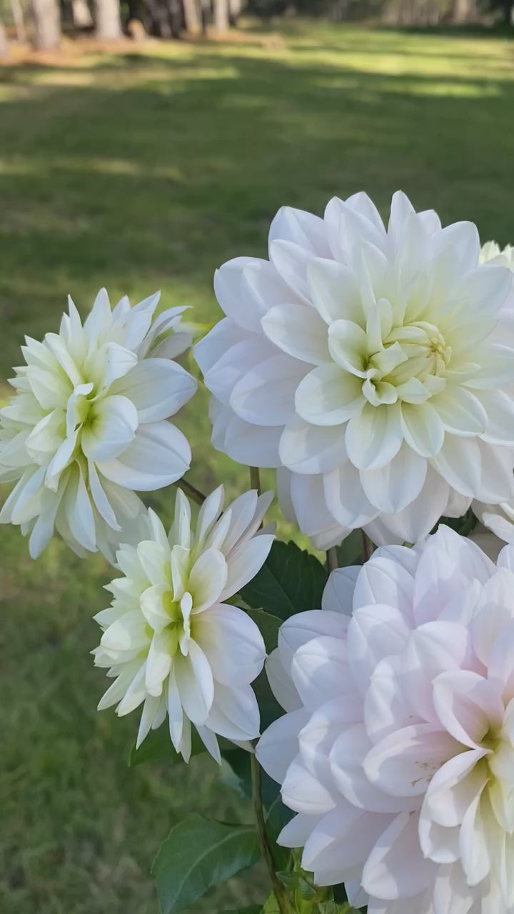Bilpin Pale Pink dahlia – Stonecrop Flora