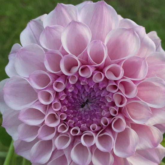 Jeff Bloom dahlia – Stonecrop Flora
