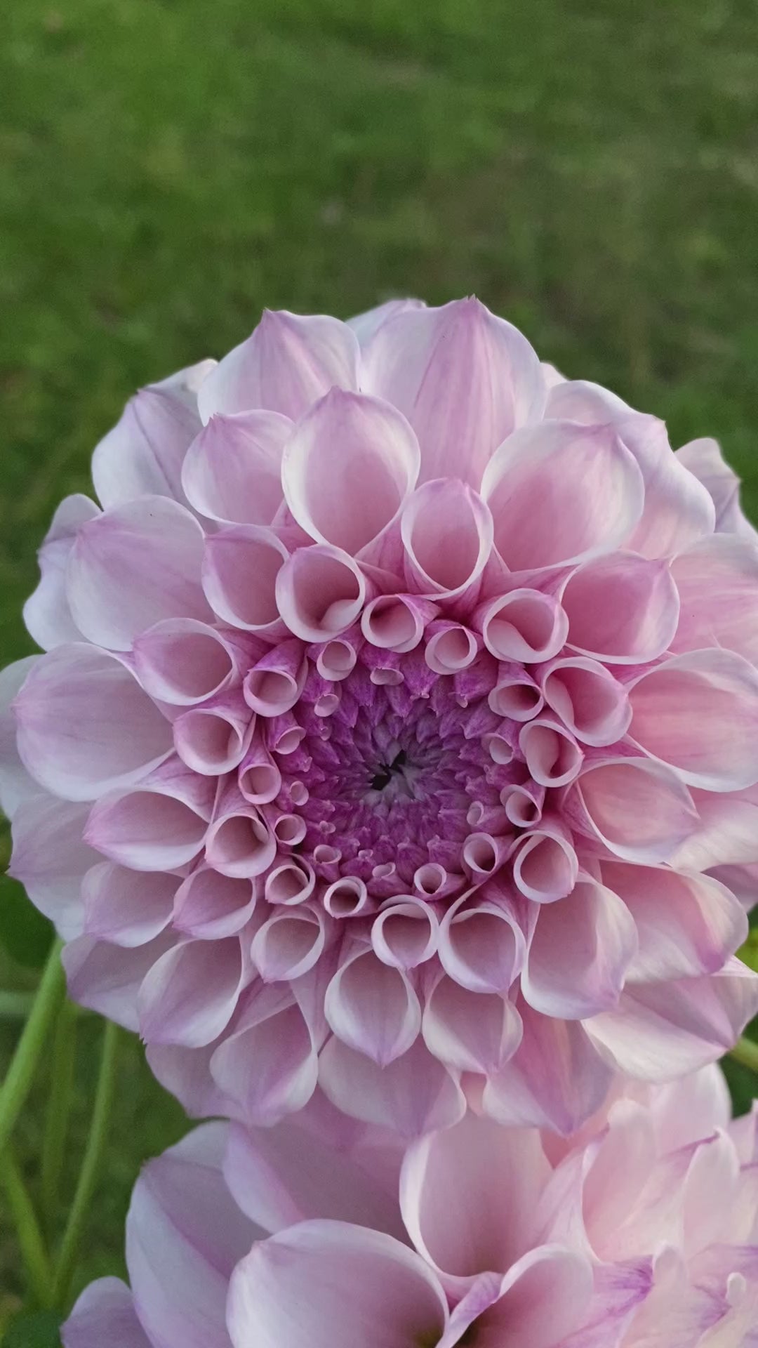Jeff Bloom dahlia – Stonecrop Flora
