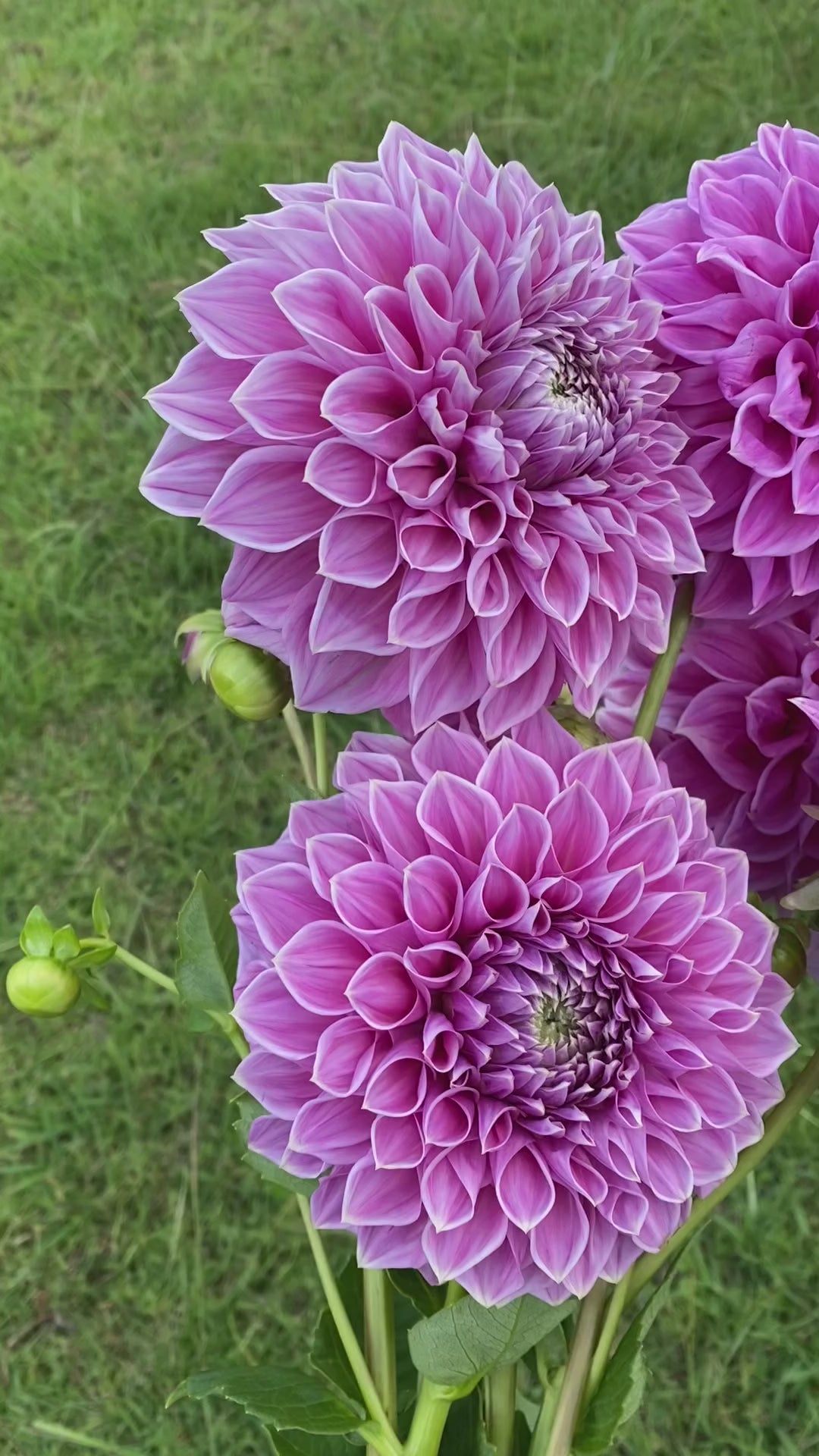 Devon Derris dahlia – Stonecrop Flora